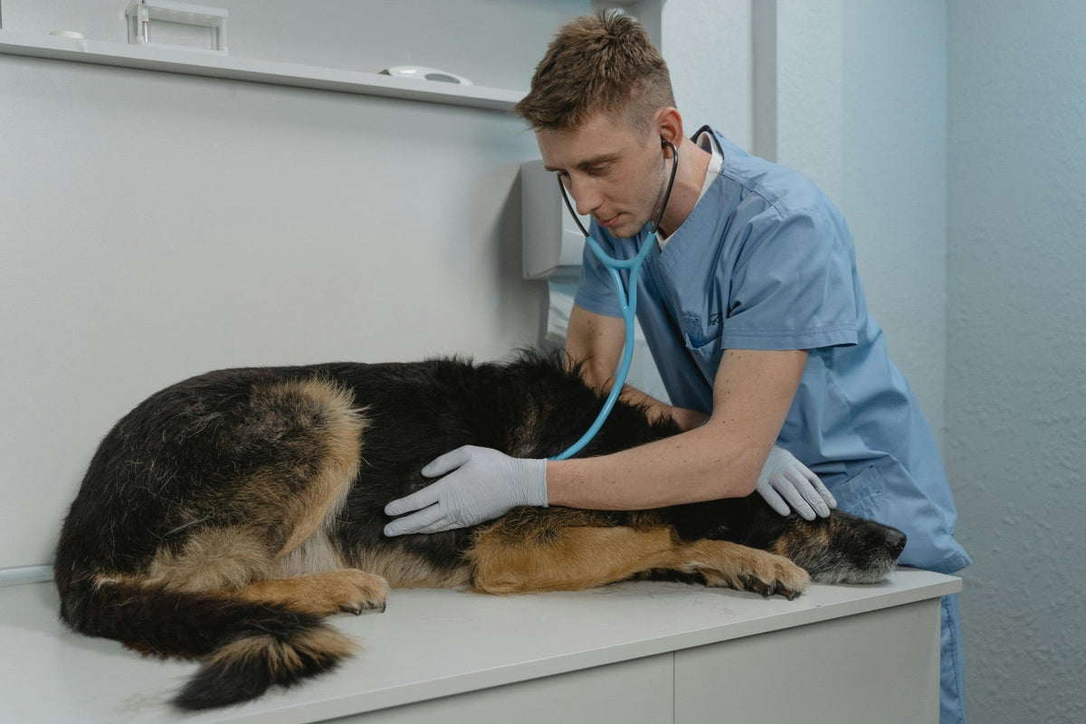 How to Organize Your Dog's Vet Records (So You Never Lose Them Again ...