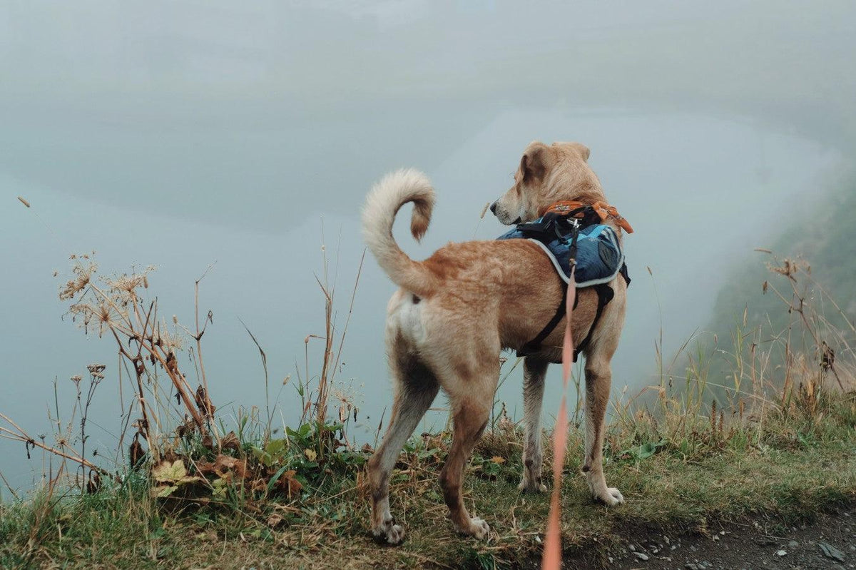 Capturing Canine Adventures: Your Ultimate Guide to Adventure Dog Phot ...